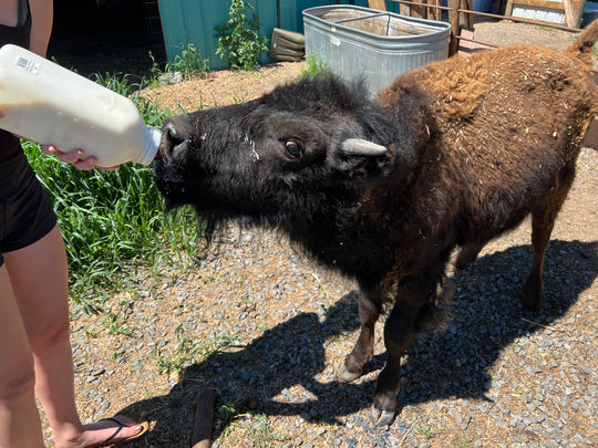Big Valley Bison Ranch