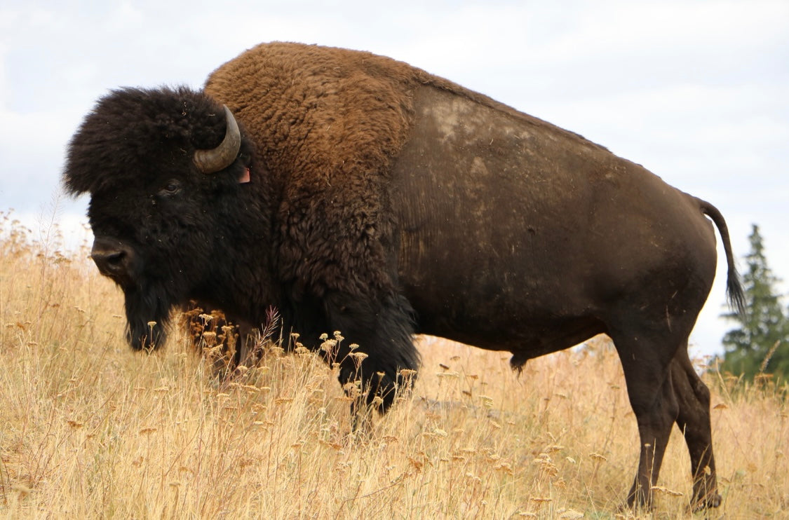 Big Valley Bison Ranch