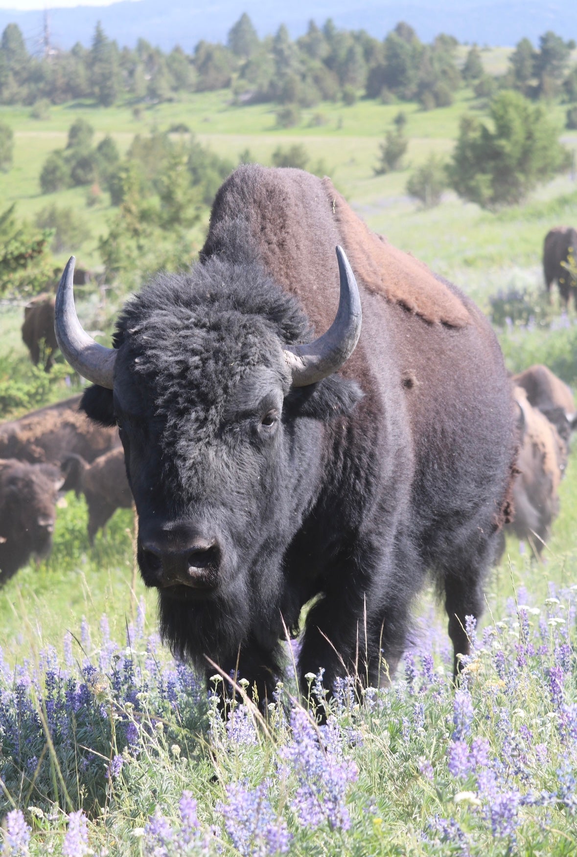 Big Valley Bison Ranch