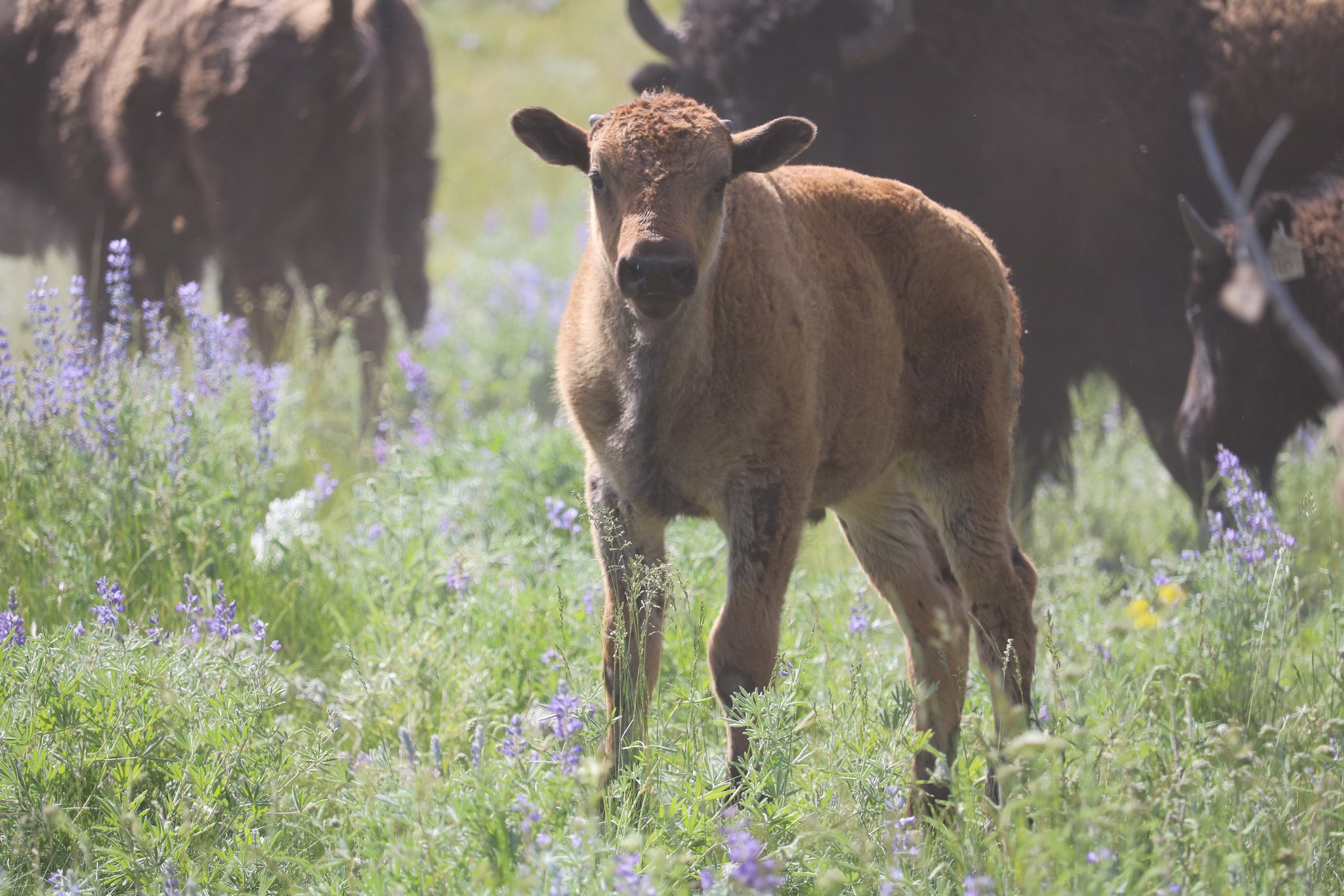 Big Valley Bison Ranch