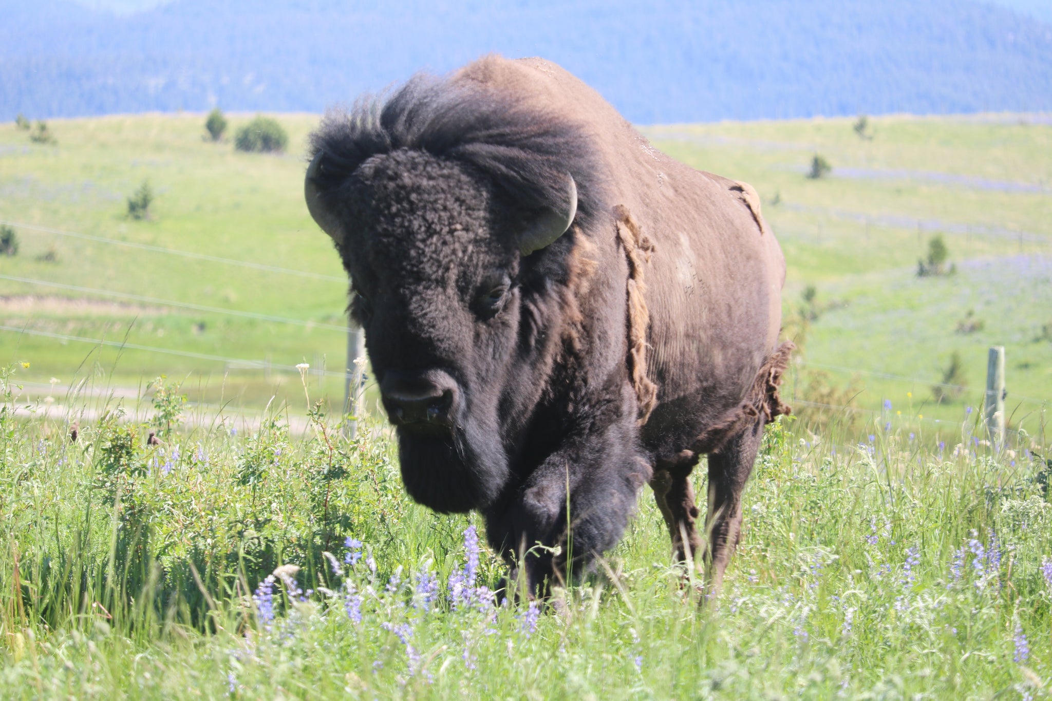 Big Valley Bison Ranch