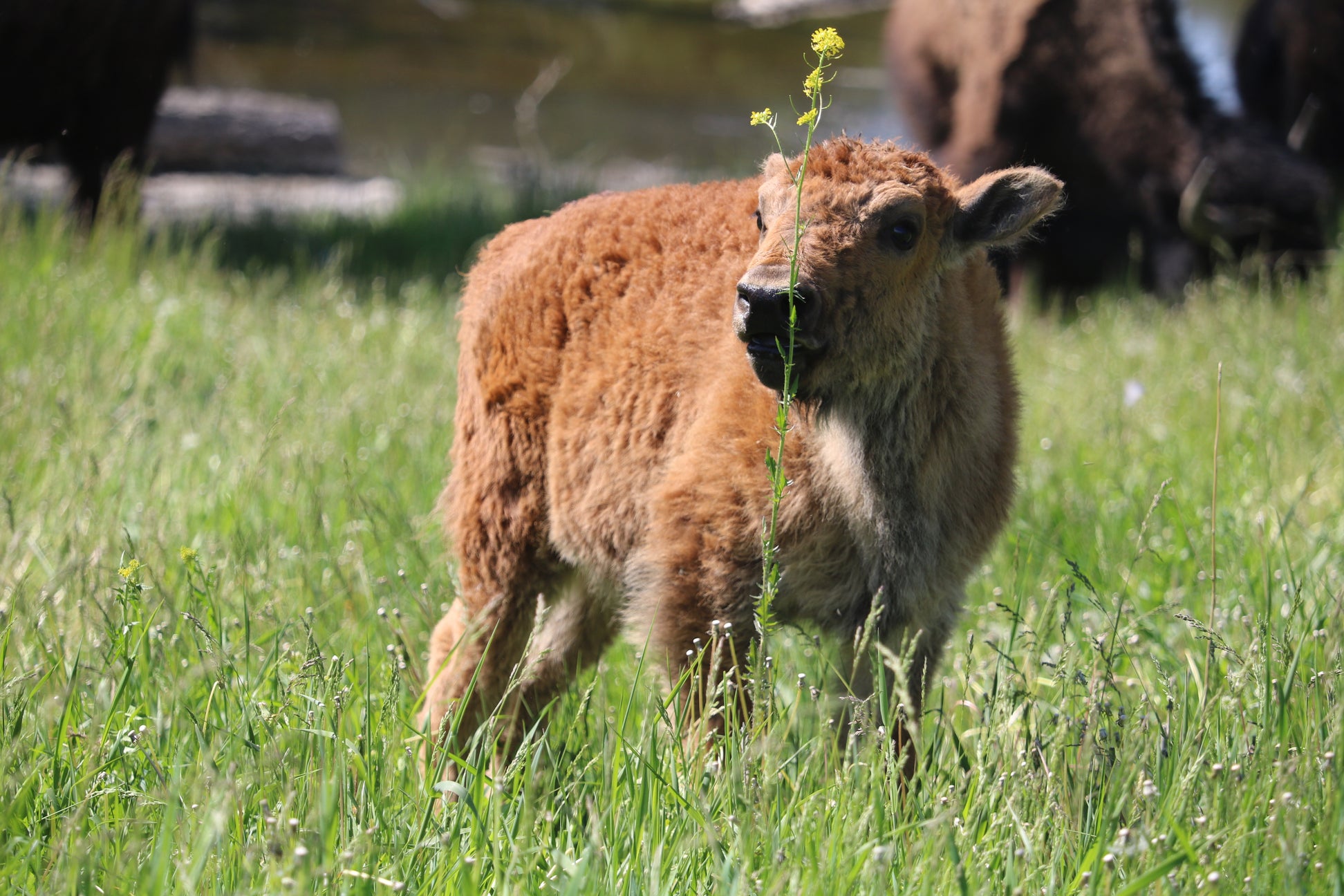 Big Valley Bison Ranch