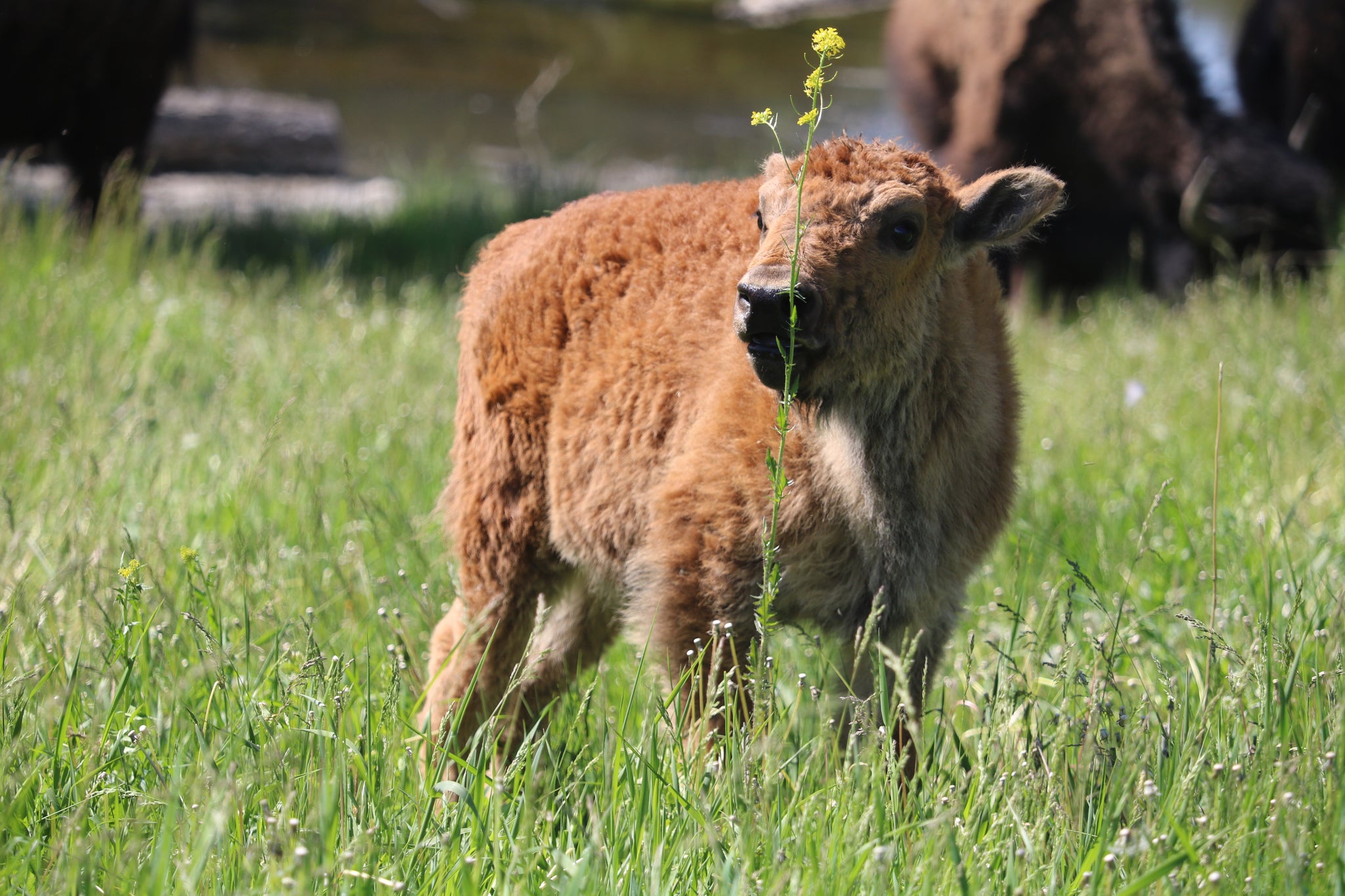 Big Valley Bison Ranch