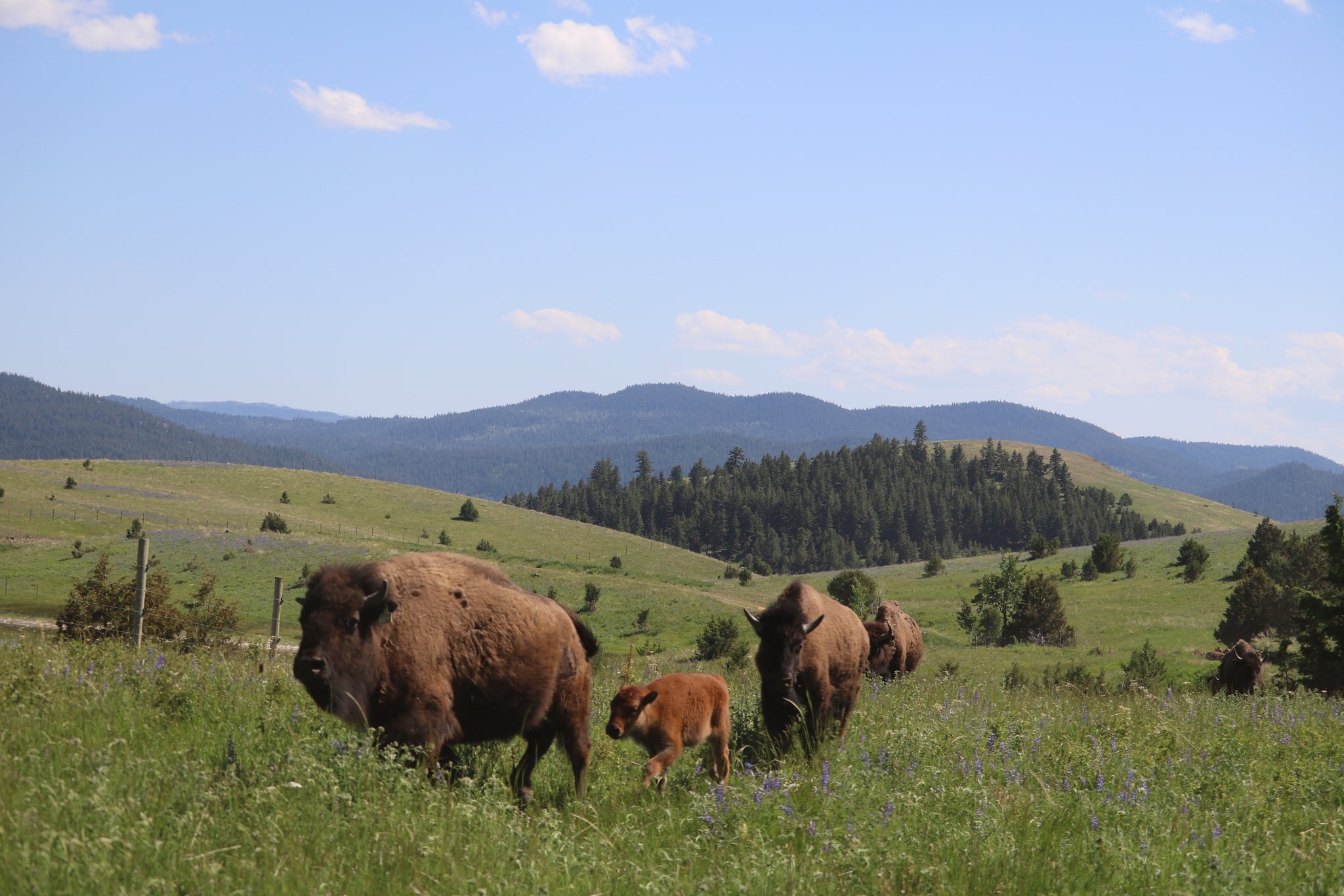 Big Valley Bison Ranch